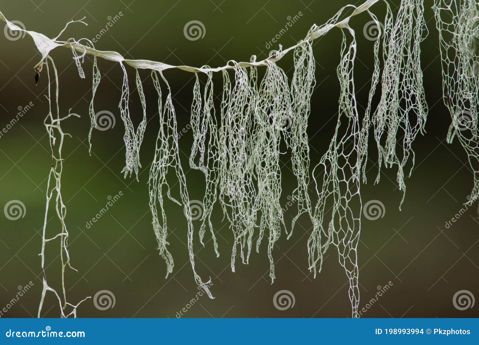 Lace Lichen stock photo. Image of ramalina, lily, lichen - 198993994
