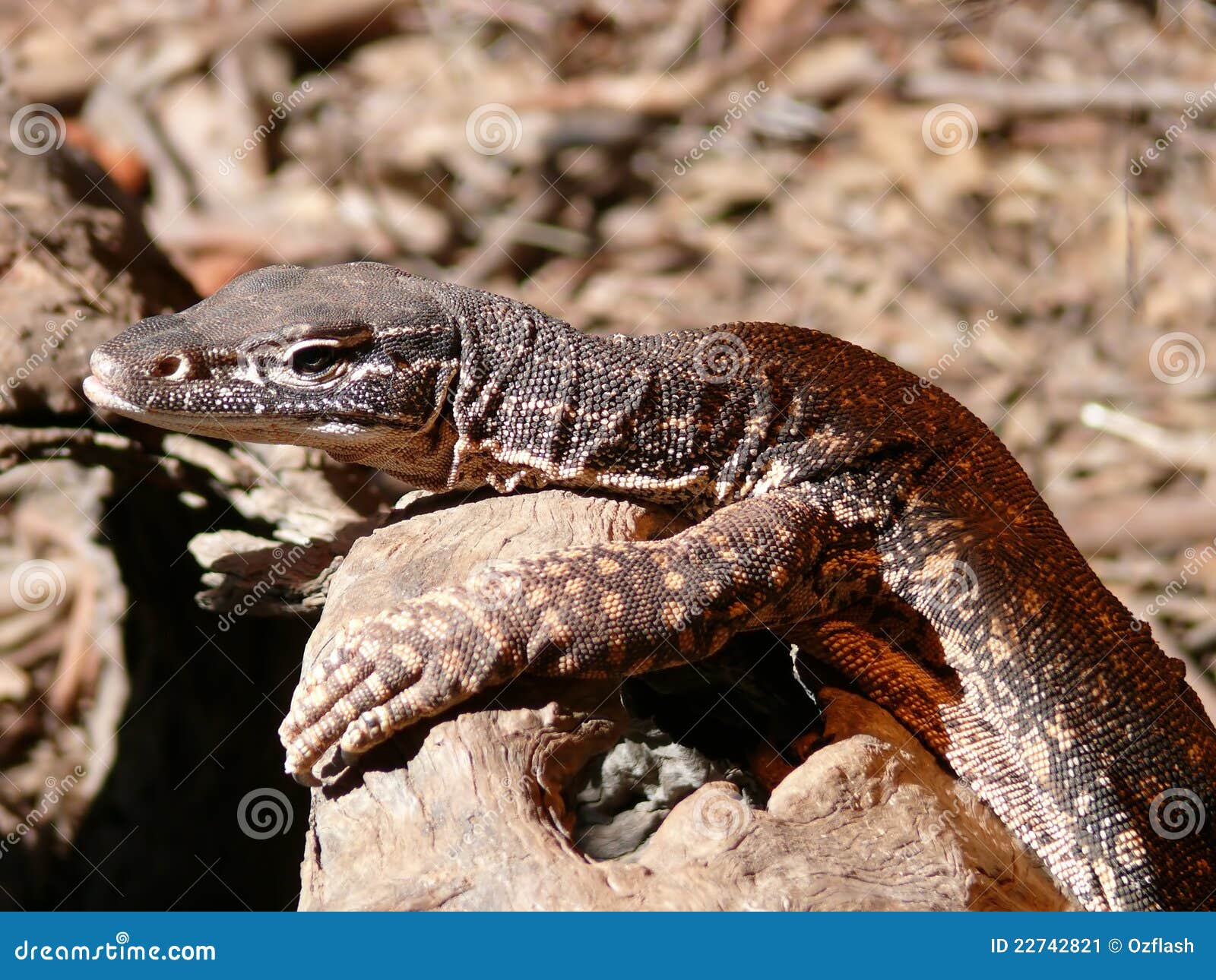 Lace lizard stock image. Image of animal, lace, reptile - 22742821