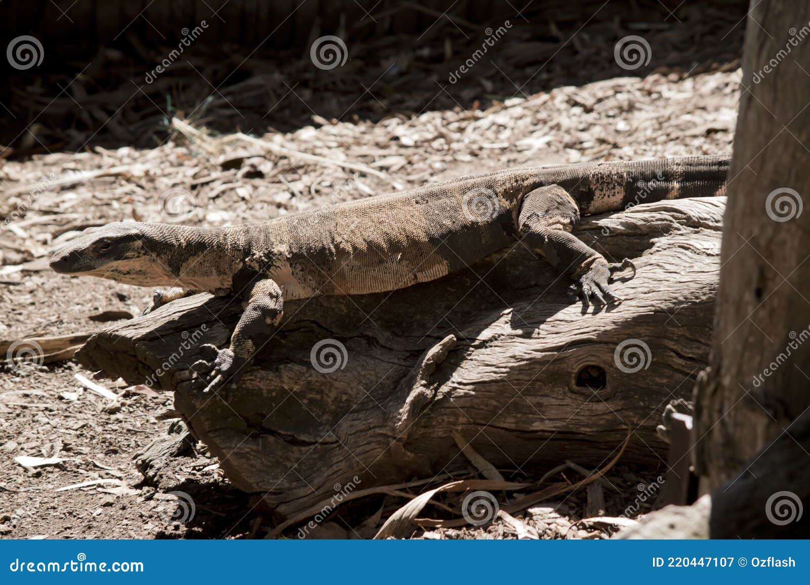 The Lace Lizard is a Large Lizard Stock Image - Image of reptile ...