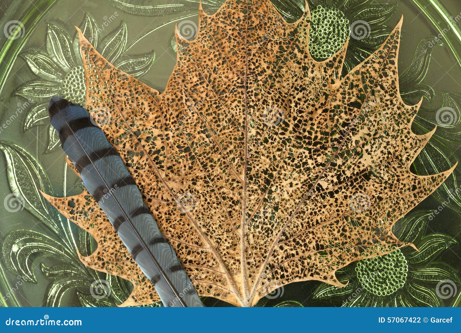 Lace Maple Leaf with Bluebird Feather Stock Photo - Image of bluebird ...