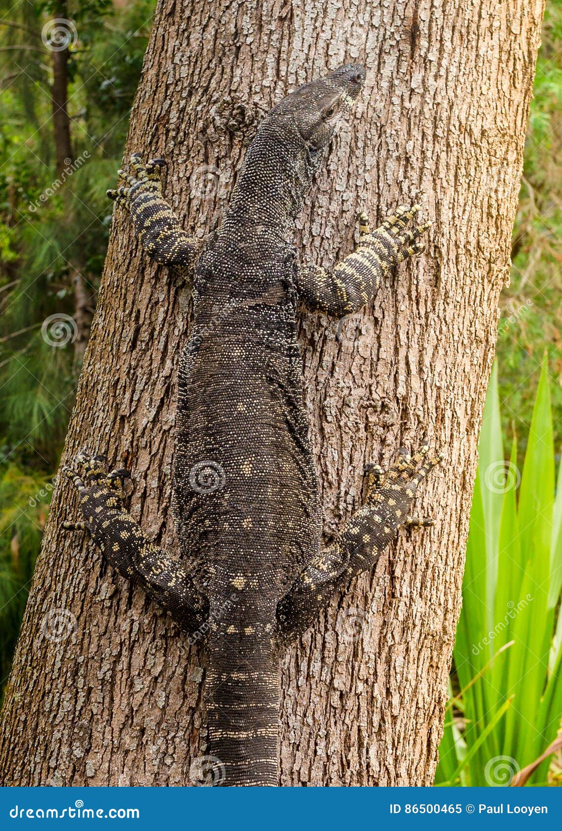 Lace monitor close tree stock image. Image of goanna - 86500465