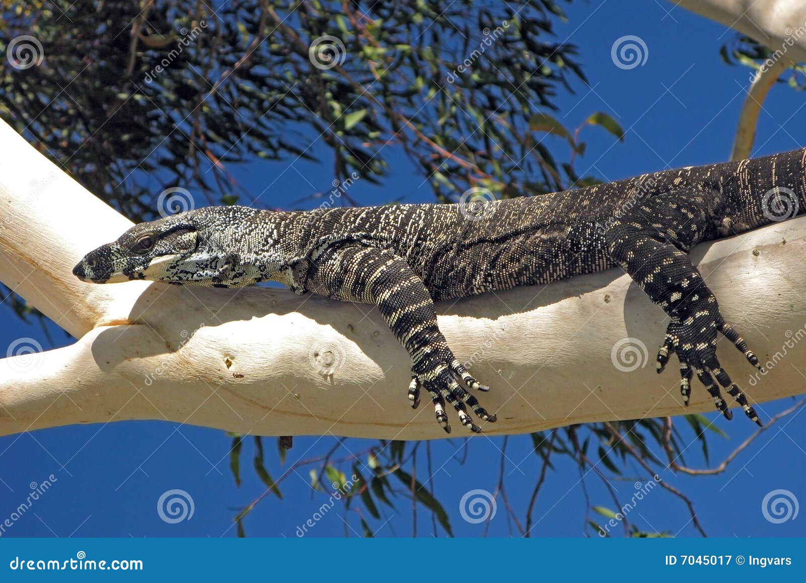 Lace monitor lizard stock image. Image of iguana, claws - 7045017