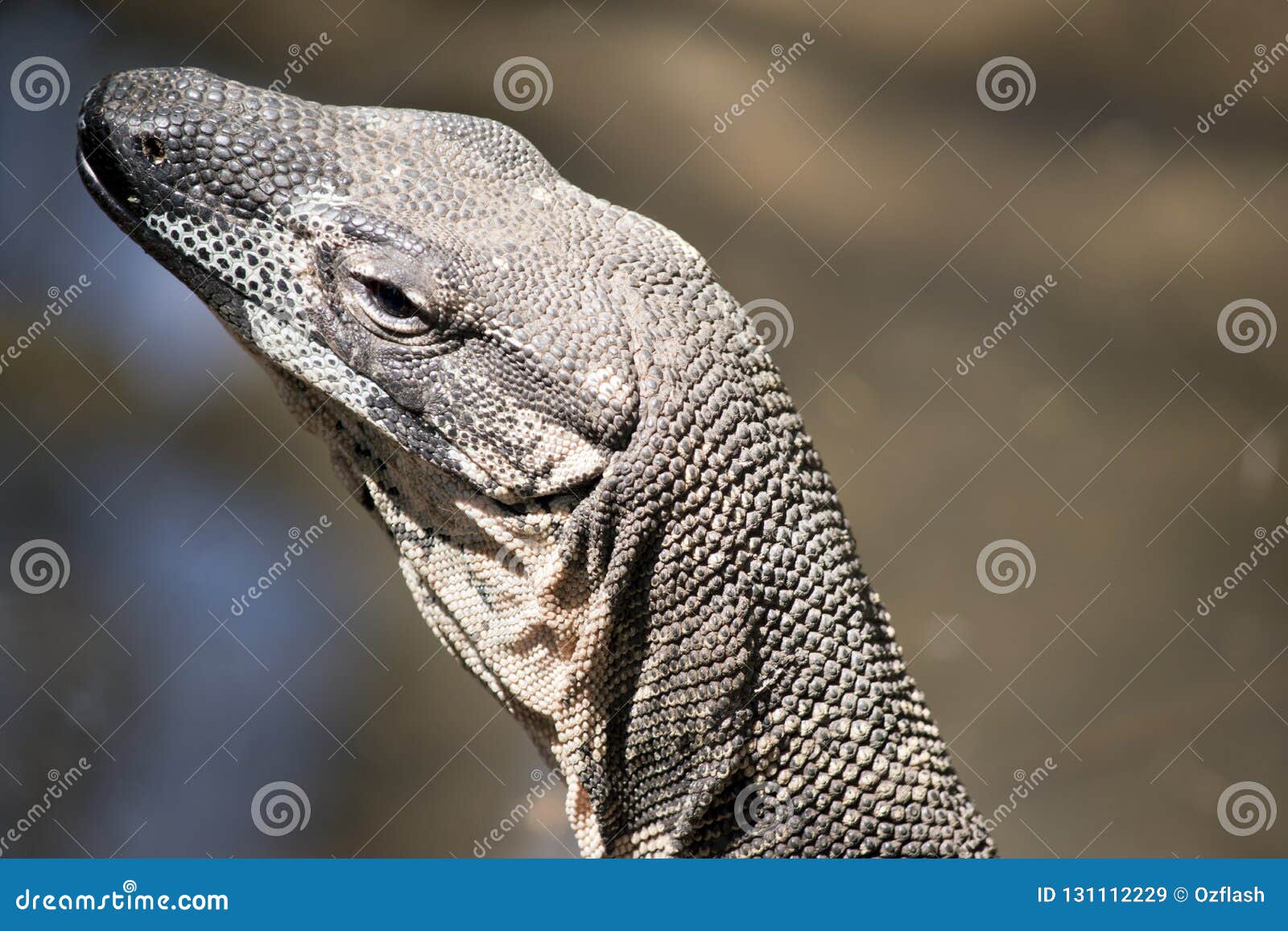 Lace monitor lizard stock image. Image of goanna, australia - 131112229