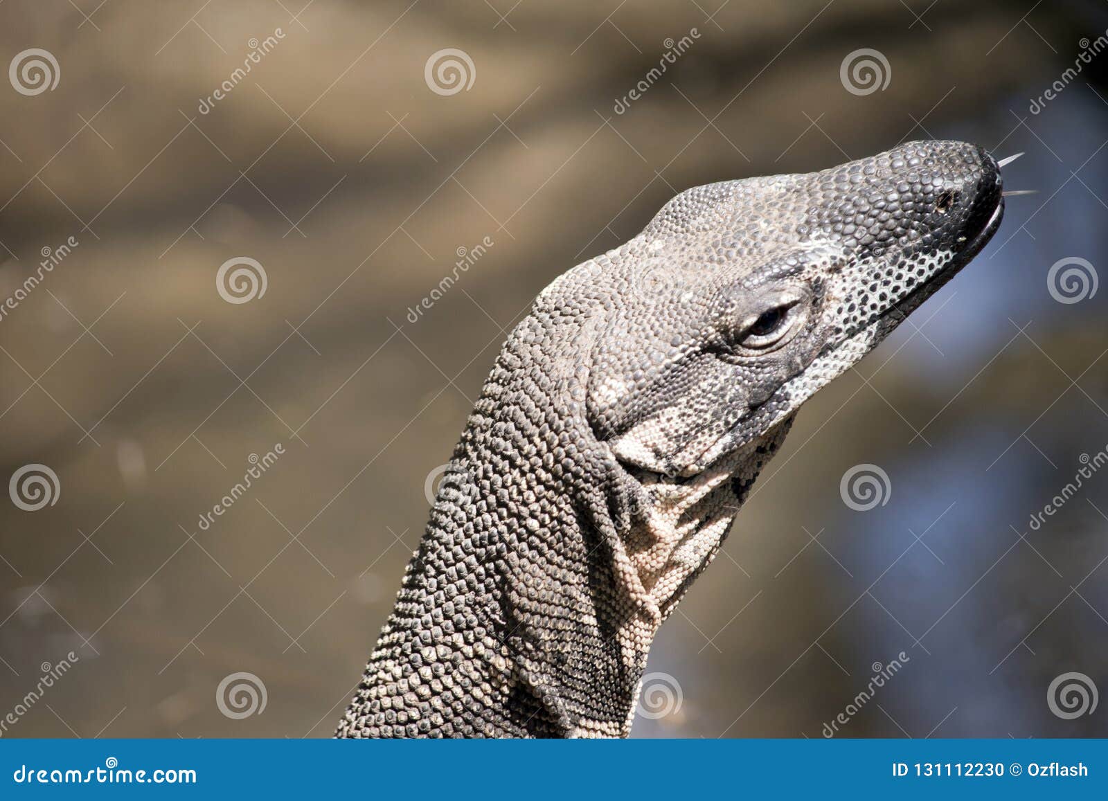 Lace monitor lizard stock photo. Image of goanna, animal - 131112230