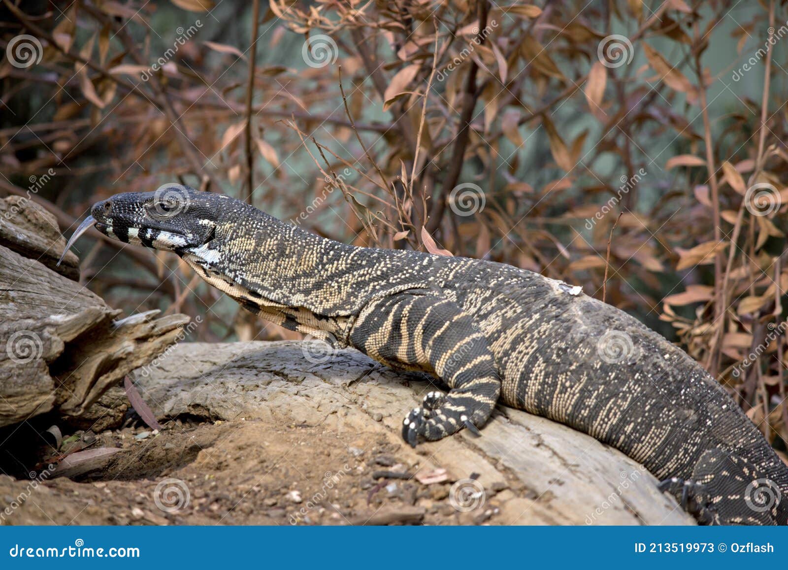 This is a Side View of a Lace Monitor Climbing a Tree Stock Image ...