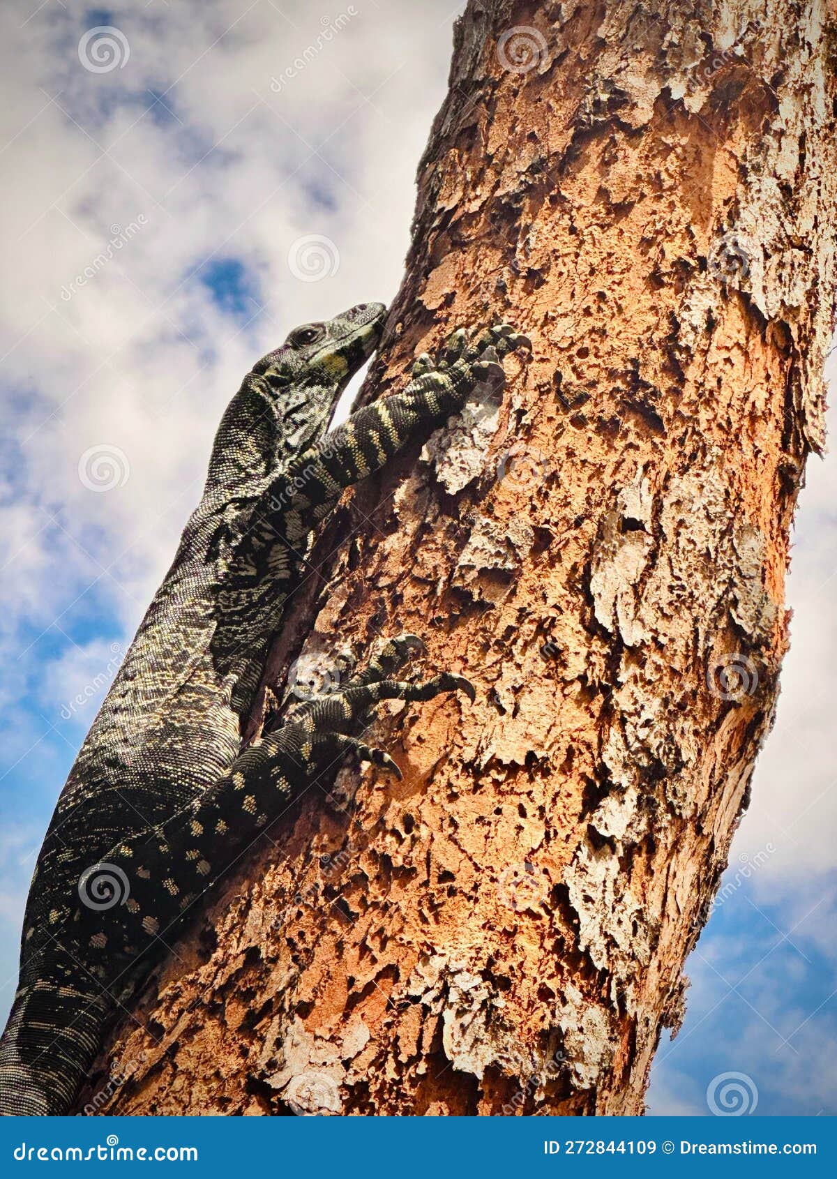 Lace Monitor Lizard on the Side of a Tree Trunk Stock Image - Image of ...