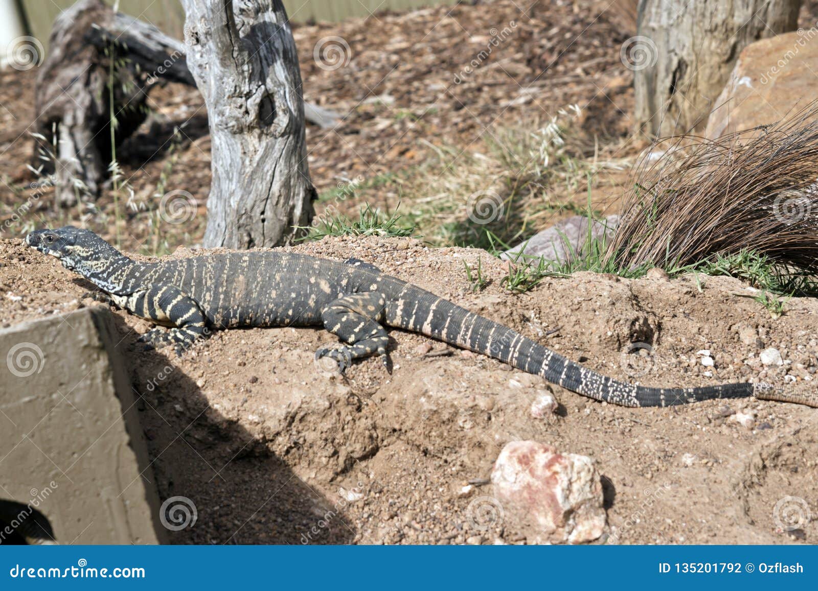 Lace monitor lizard stock photo. Image of side, tail - 135201792