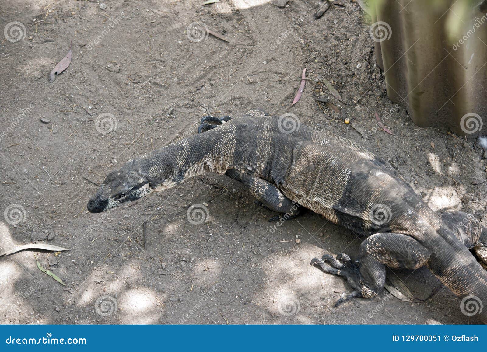 Lace monitor lizard stock image. Image of cold, animal - 129700051