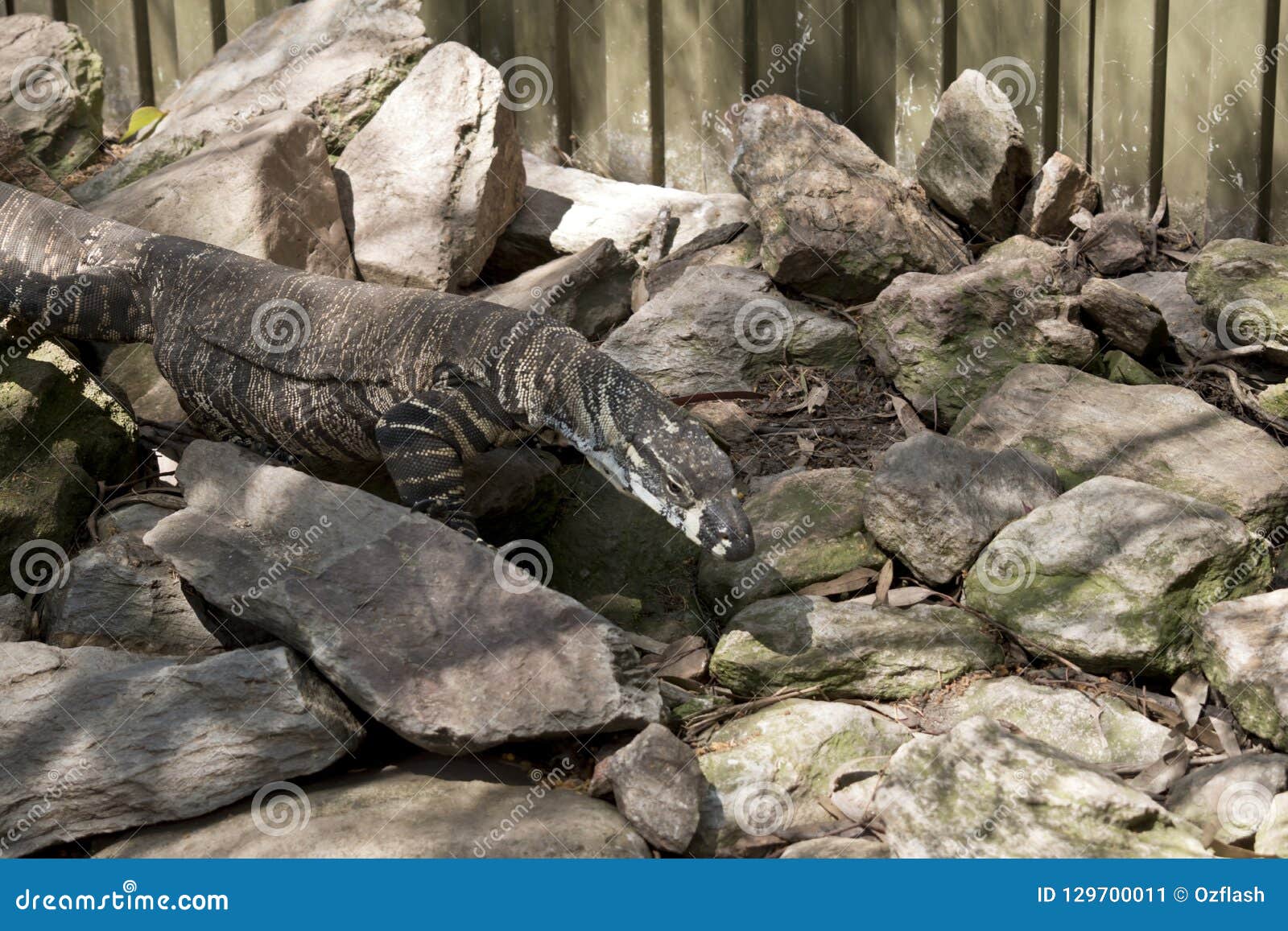 Lace monitor lizard stock image. Image of animal, lizard - 129700011