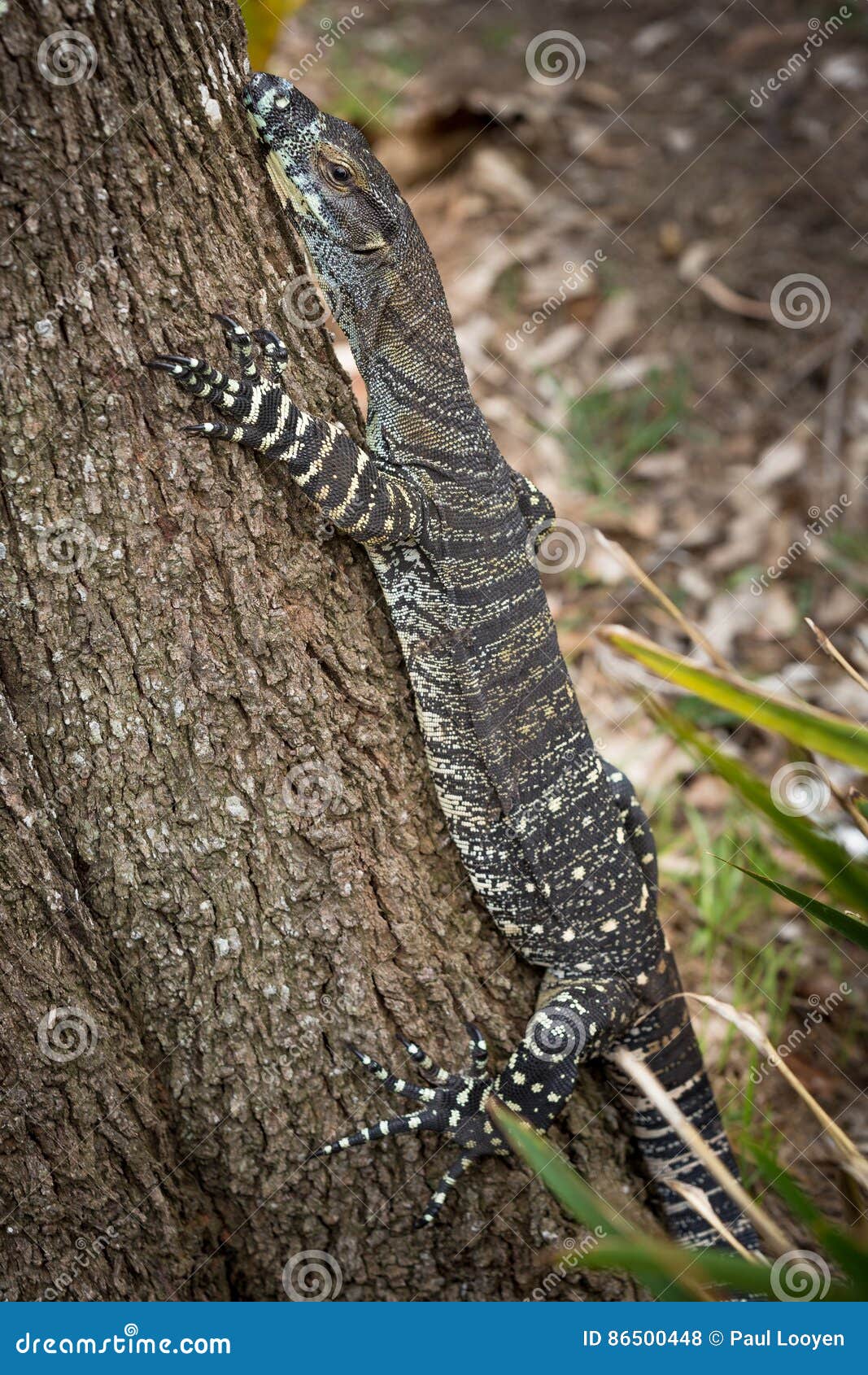 Lace monitor stock photo. Image of australia, body, striped - 86500448