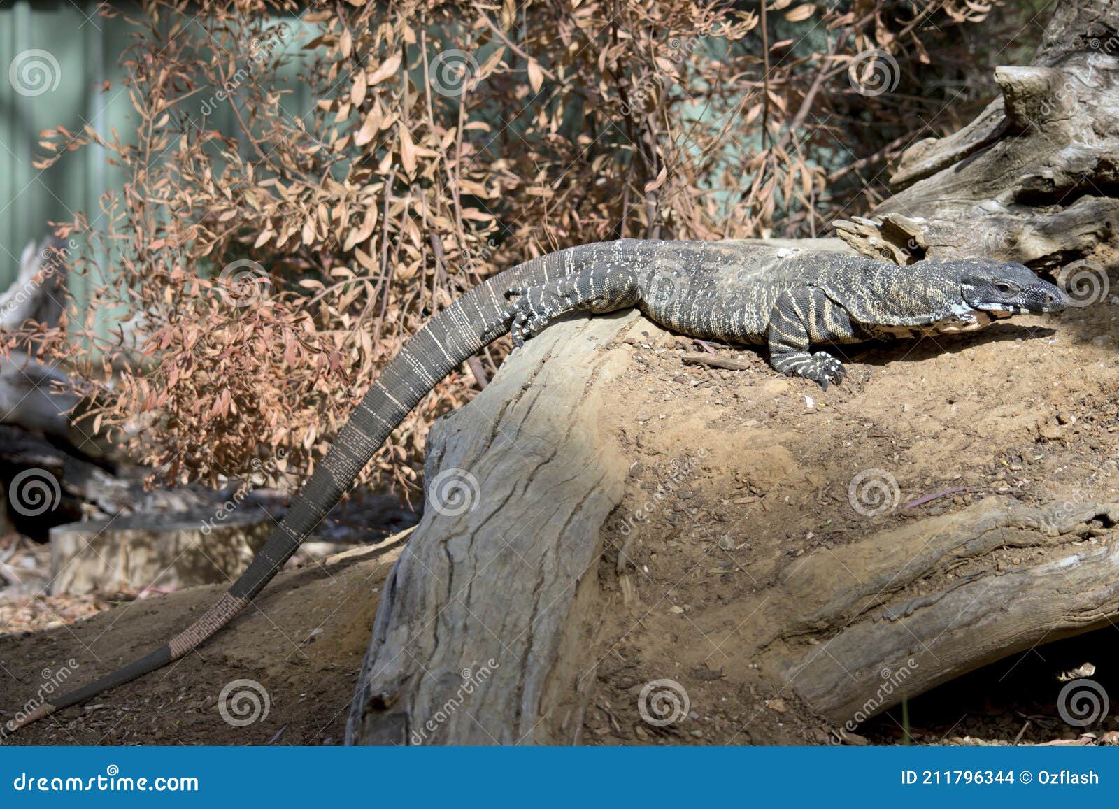 The Lace Monitor Lizard is Climbing a Tree Stock Photo - Image of ...