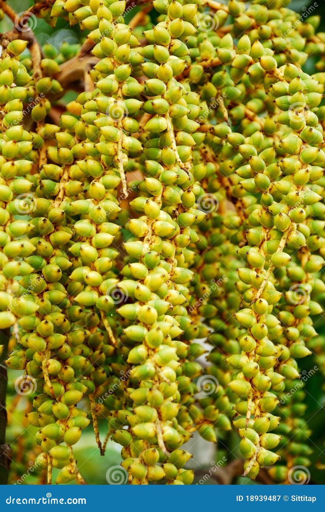 Lace from palm stock image. Image of branch, full, plant - 18939487