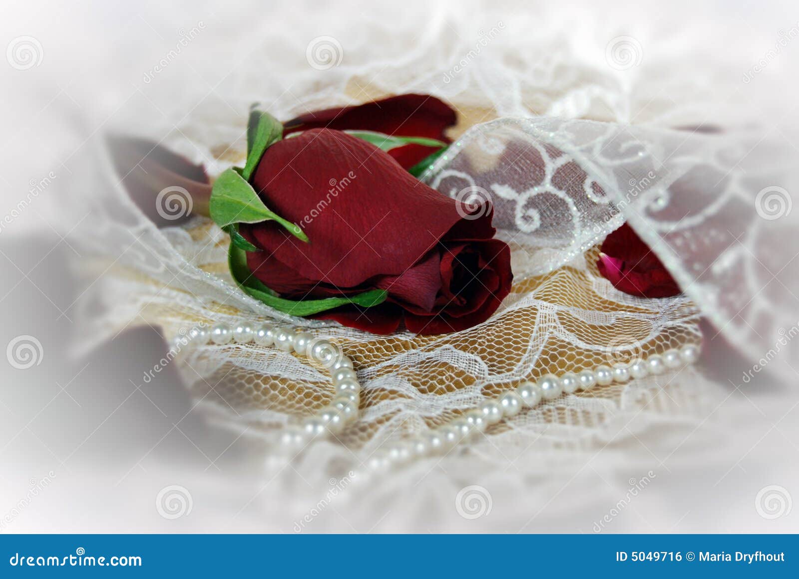 Red Rose and Pearls on Lace Stock Photo - Image of bloom, petal: 5049716
