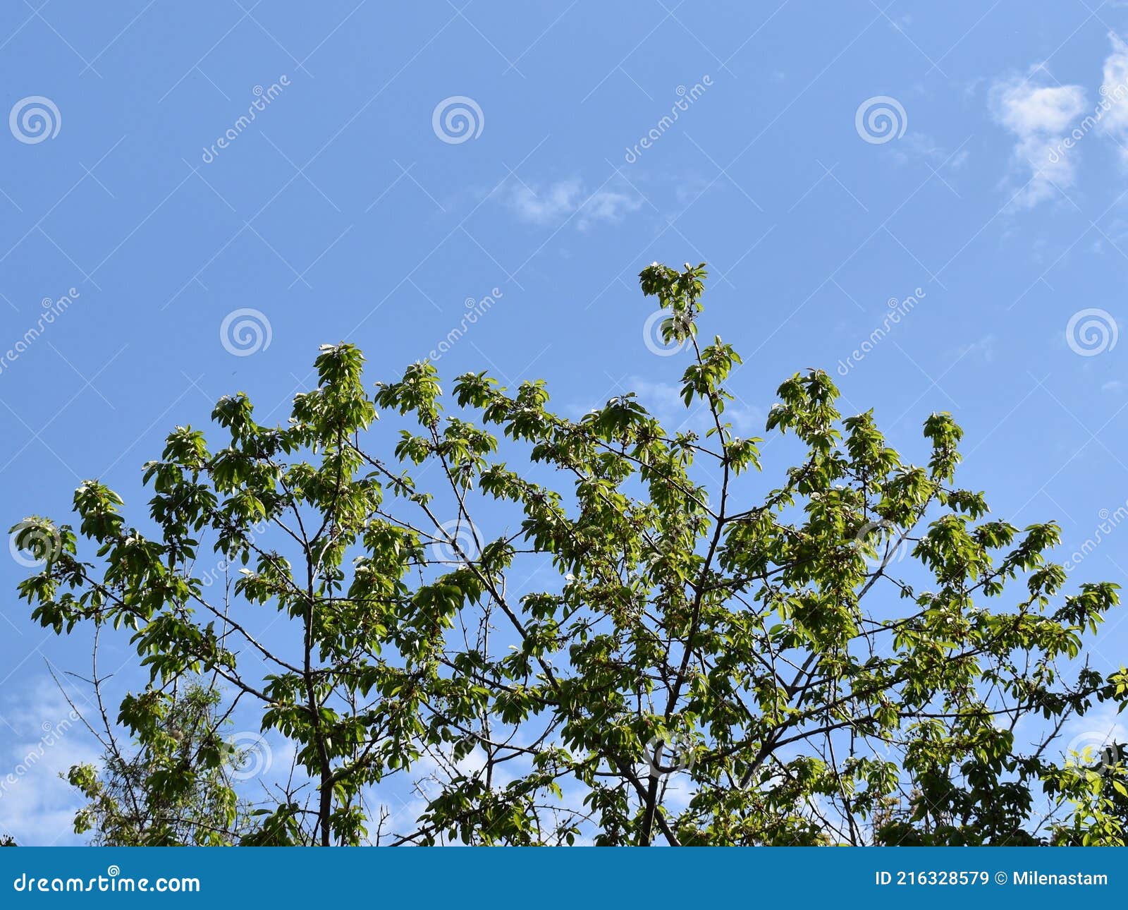 Lace of Tree Leaves and Sky Stock Image - Image of plant, nature: 216328579
