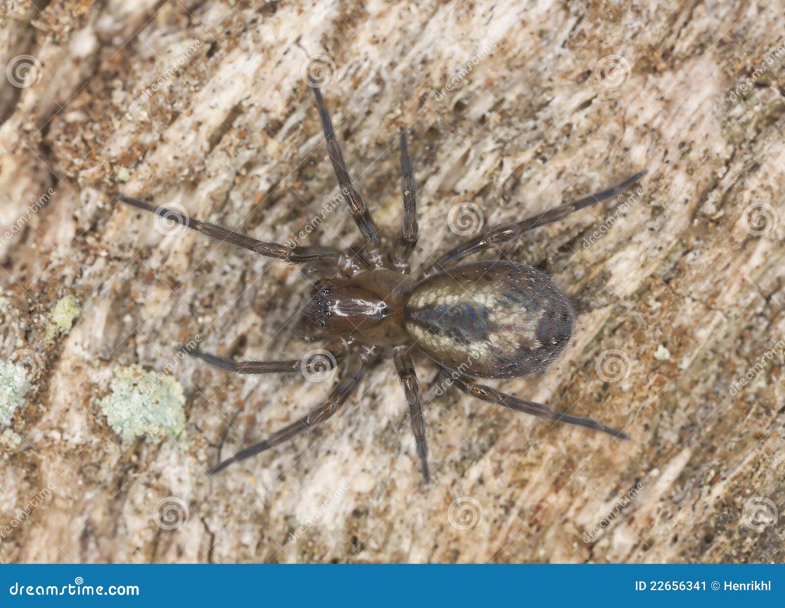 Lace Webbed Spider (Amaurobius Fenestralis ) Stock Image - Image of ...