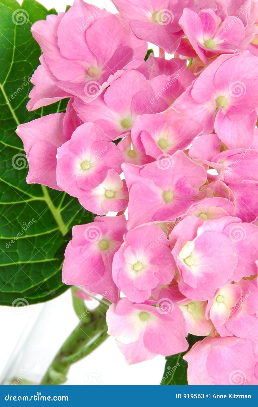Lacecap Hydrangea stock image. Image of normalis, floral - 919563