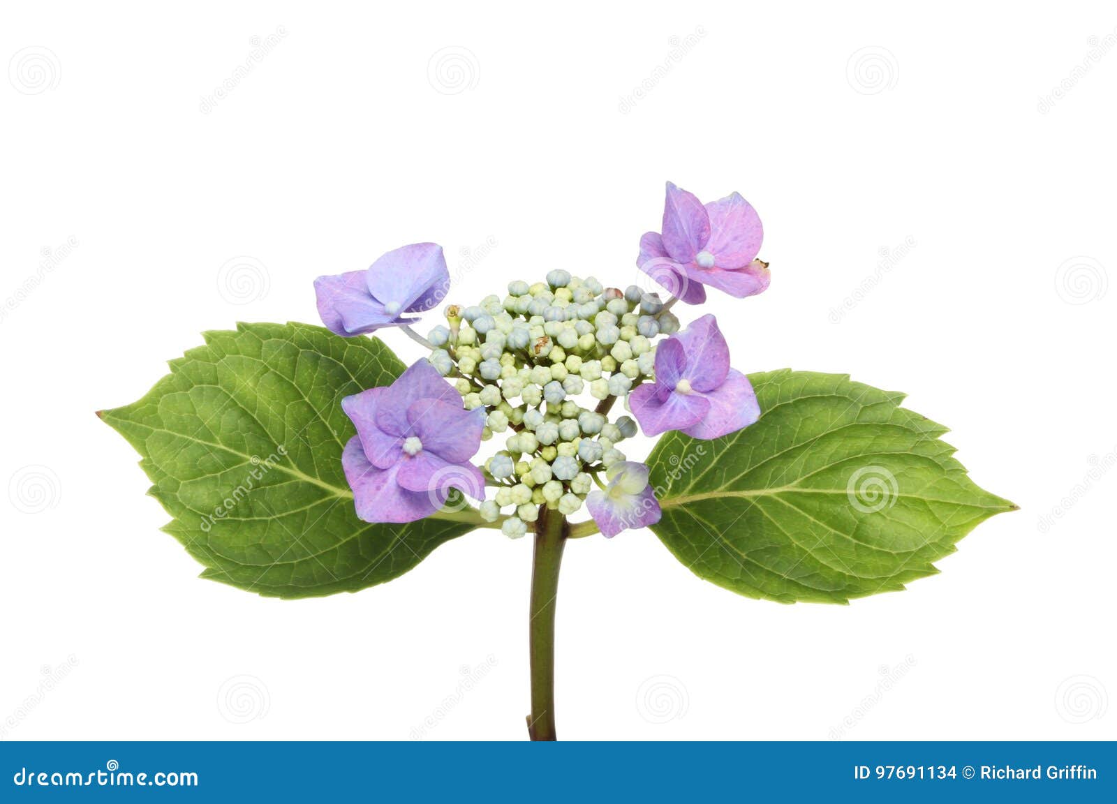Sepal-Hydrangea Macrophylla Thunb. Ser. Stock Image | CartoonDealer.com ...