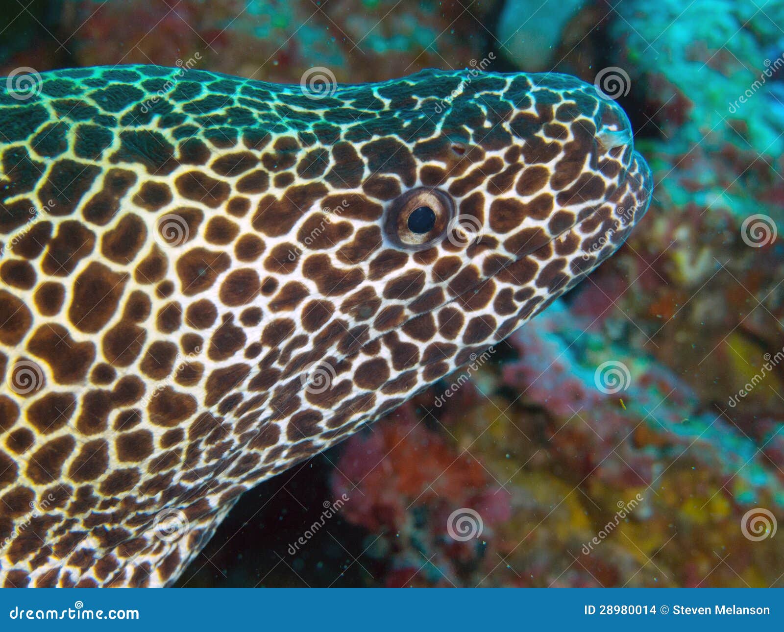 Laced moray eel stock photo. Image of leopard, closeup - 28980014