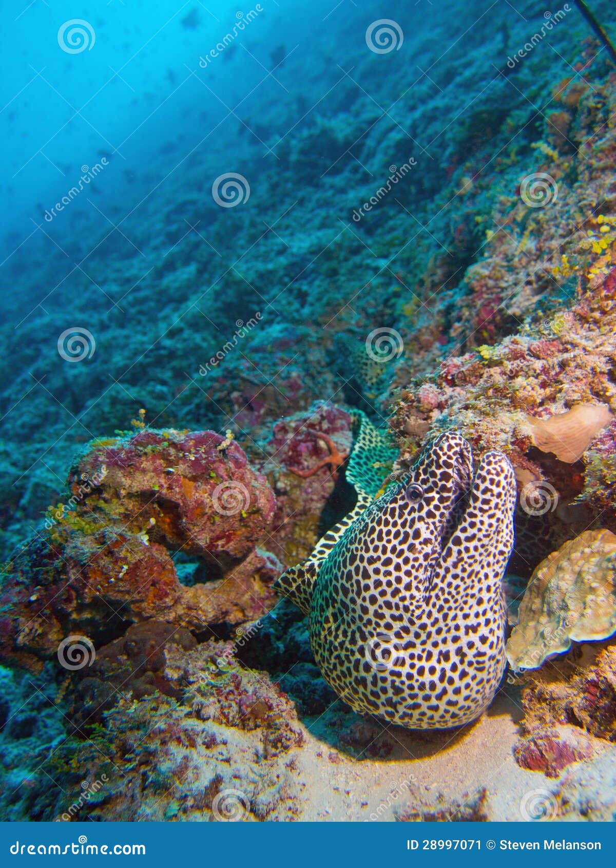 Laced moray eel stock image. Image of gymnothorax, leopard - 28997071
