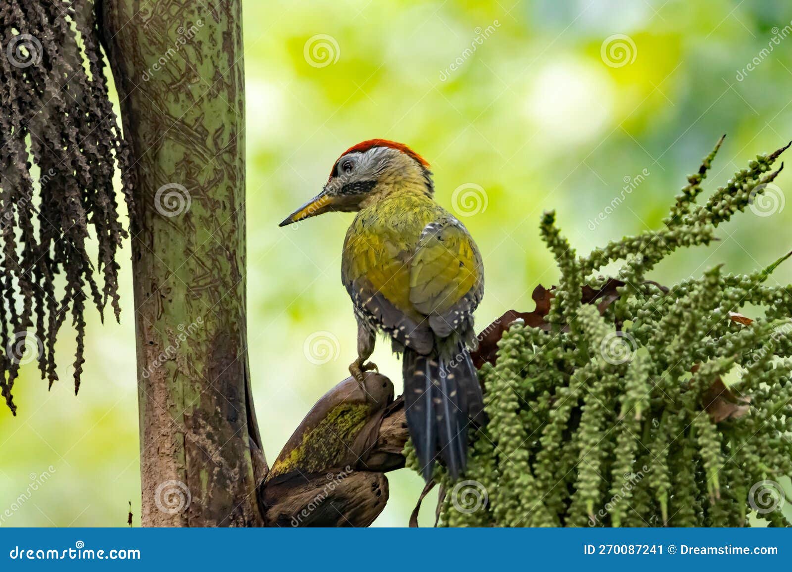 Laced Woodpecker, Picus Vittatus, in a Tree Stock Image - Image of bird ...