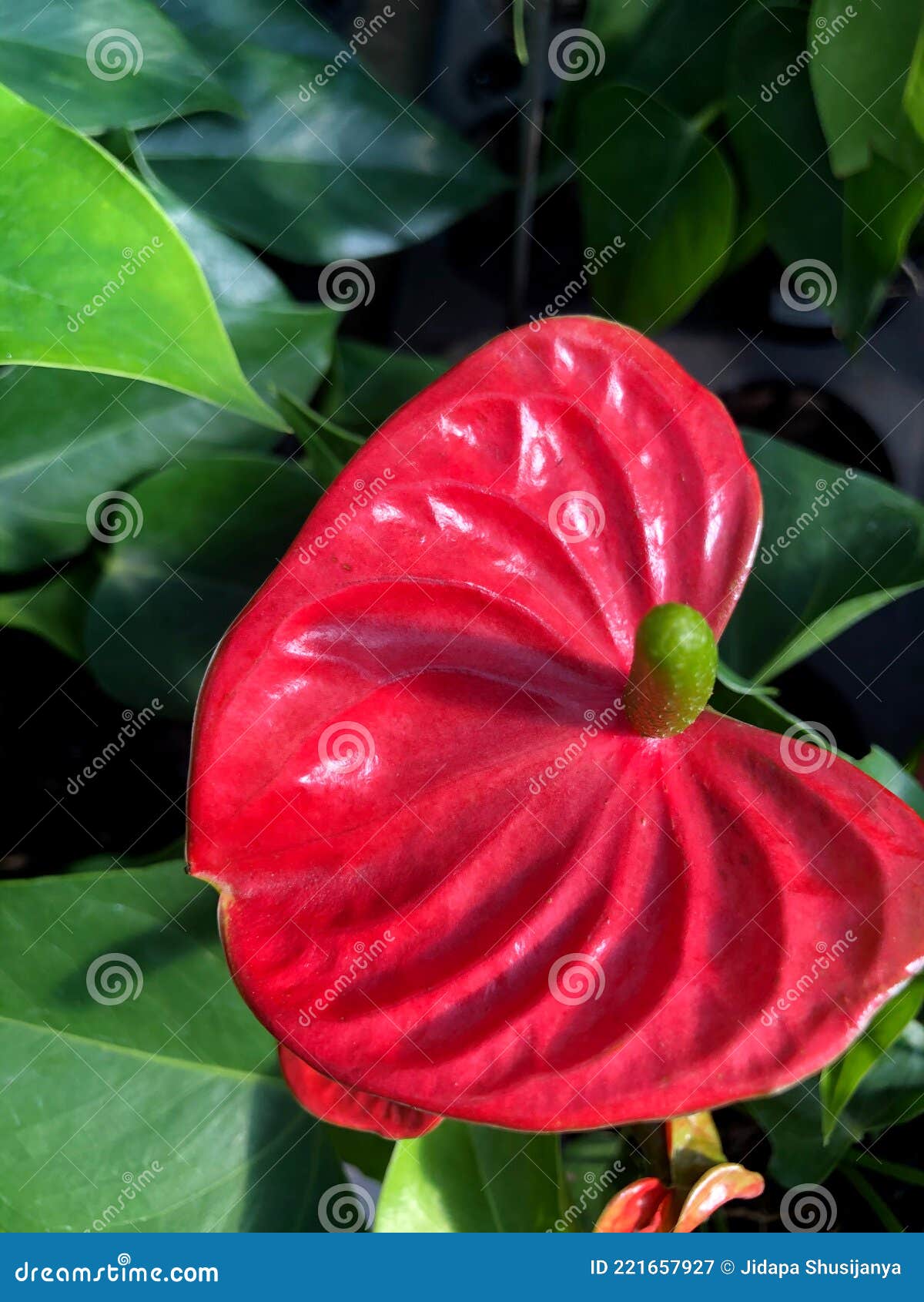 Laceleaf stock image. Image of coolioil, nature, freshness - 221657927