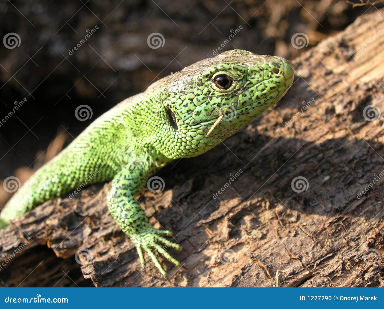 Lacerta stock photo. Image of holiday, reptile, lacerta - 1227290