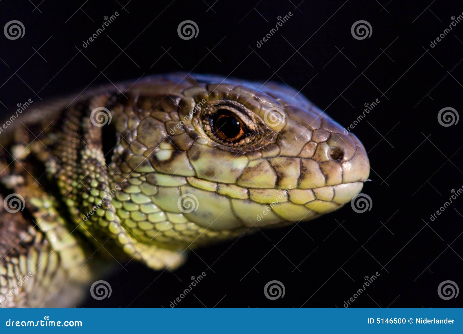 Lacerta agilis stock photo. Image of environmental, green - 5146500