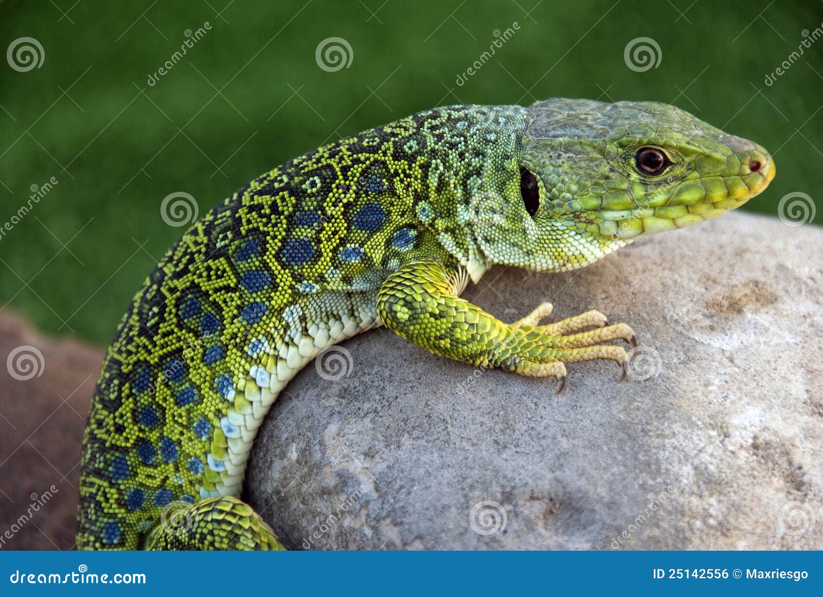 Lacerta Lagarto Lepida Ocelado Zdjęcie Stock - Obraz złożonej z ...