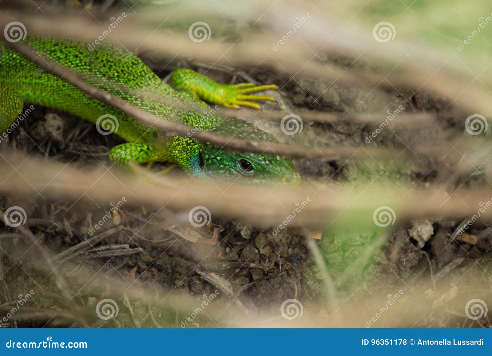 Lacerta Viridis stock photo. Image of color, bilineata - 96351178