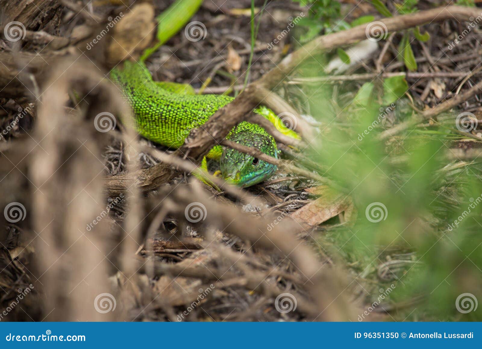 Lacerta Viridis stock photo. Image of fauna, dinosaur - 96351350