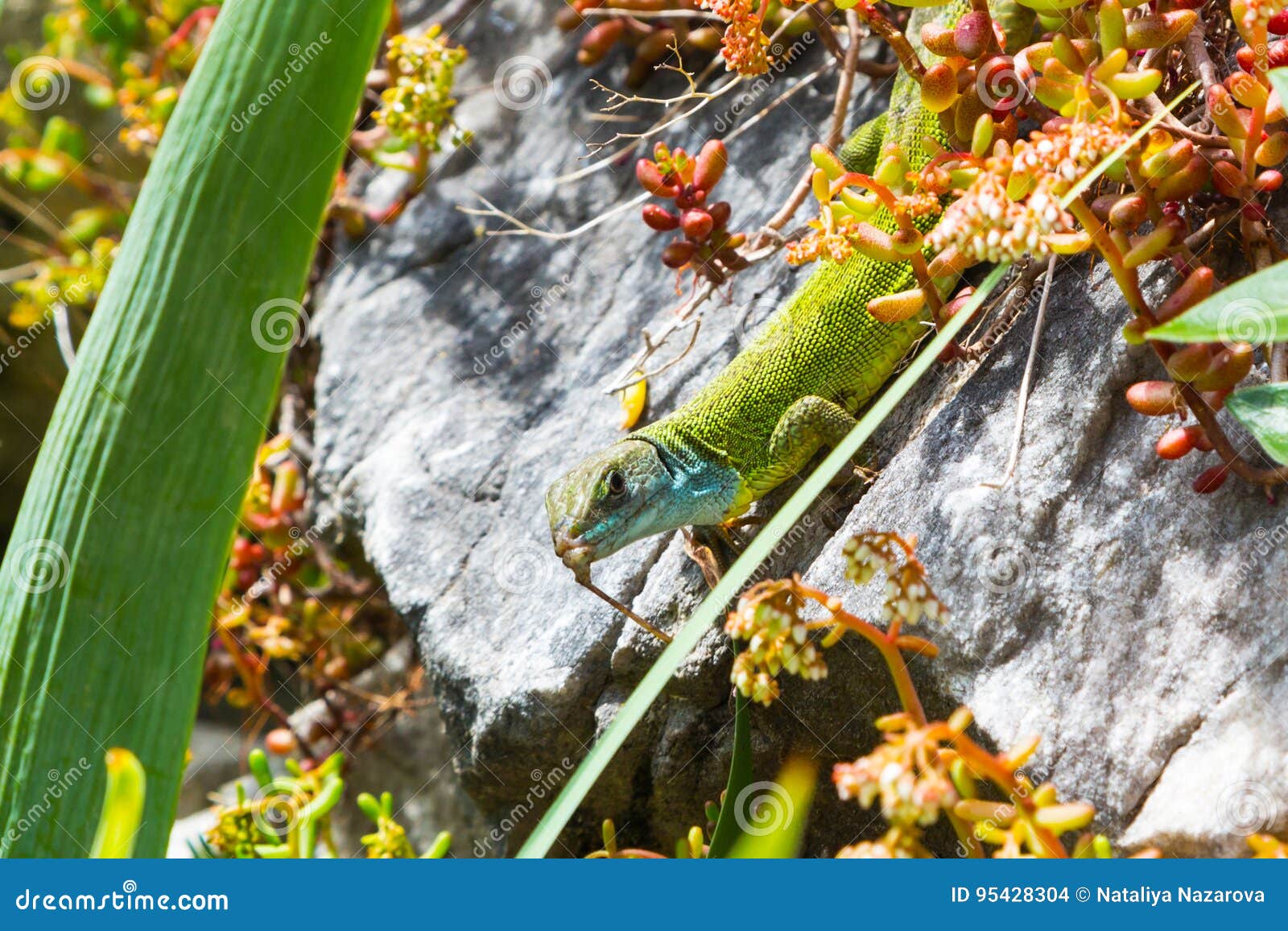 Lacerta Viridis, Green Lizard with Blue Head Stock Photo - Image of ...