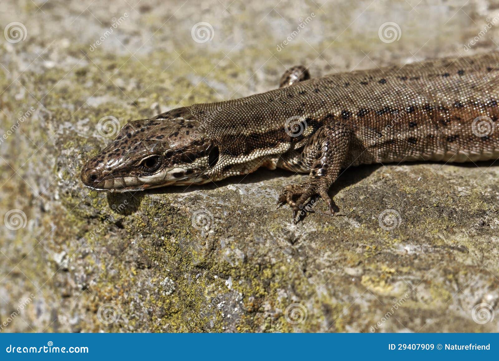 Lacerta Vivipara, Viviparous Lizard or Common Lizard Stock Image ...