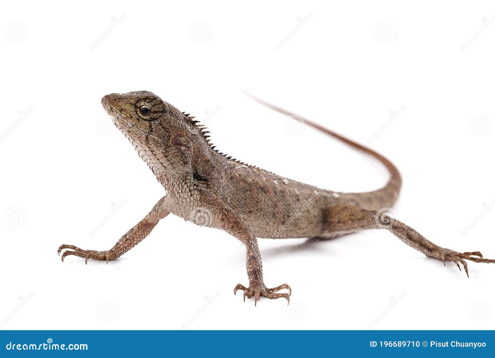 Lacertilia Sauria Sobre Fondo Blanco Foto de archivo - Imagen de ...