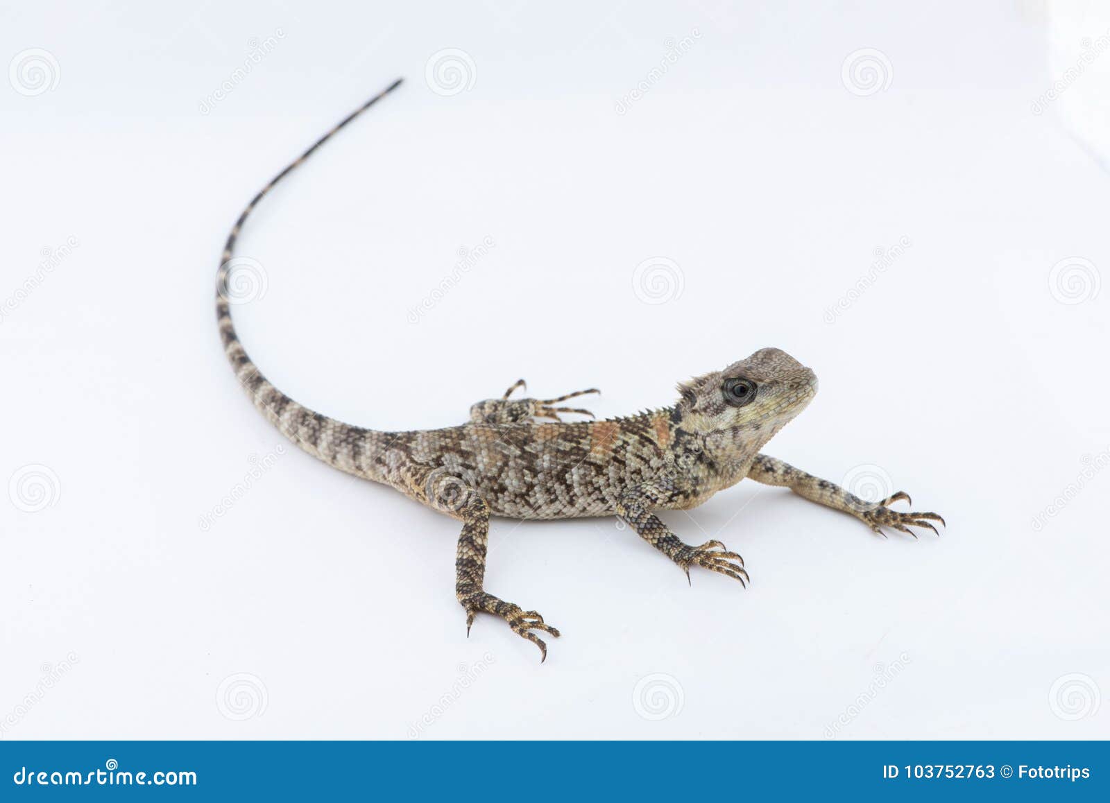 Lacertilia Sauria on White Background Stock Image - Image of ...