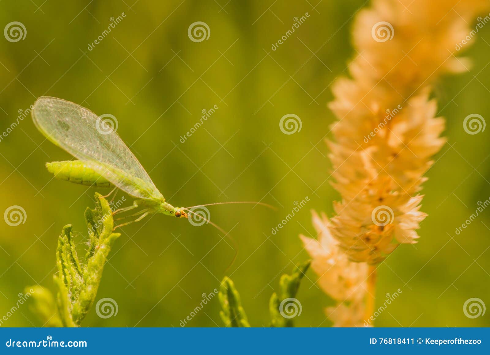Lacewing Bug Macro stock image. Image of chrysopidae - 76818411