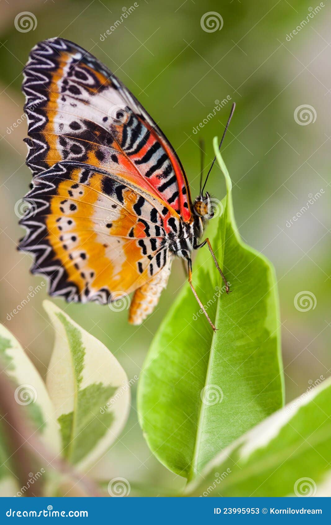 Lacewing Butterfly stock image. Image of animals, inspiration - 23995953