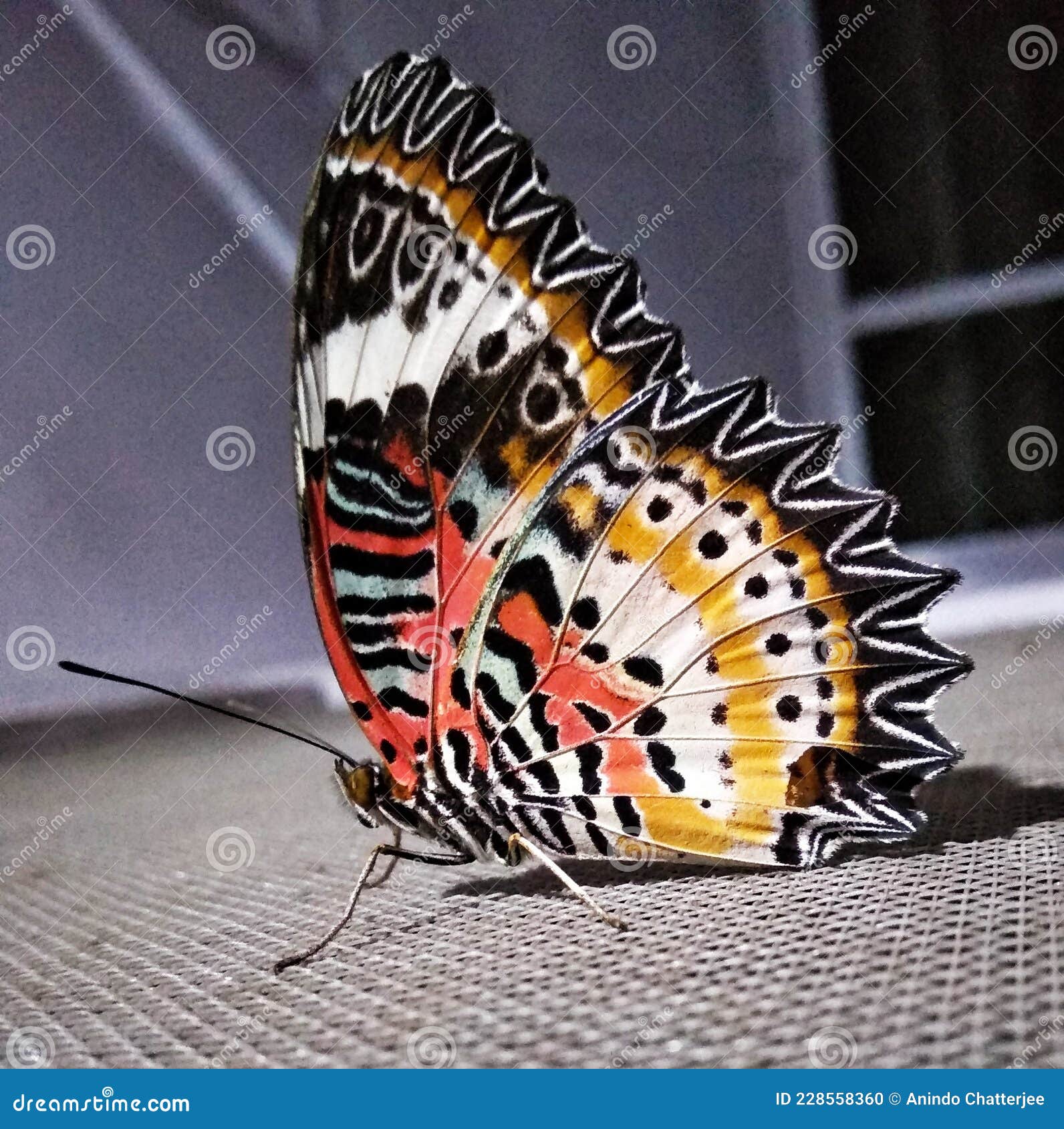 Lacewing Butterfly stock photo. Image of nature, insect - 228558360