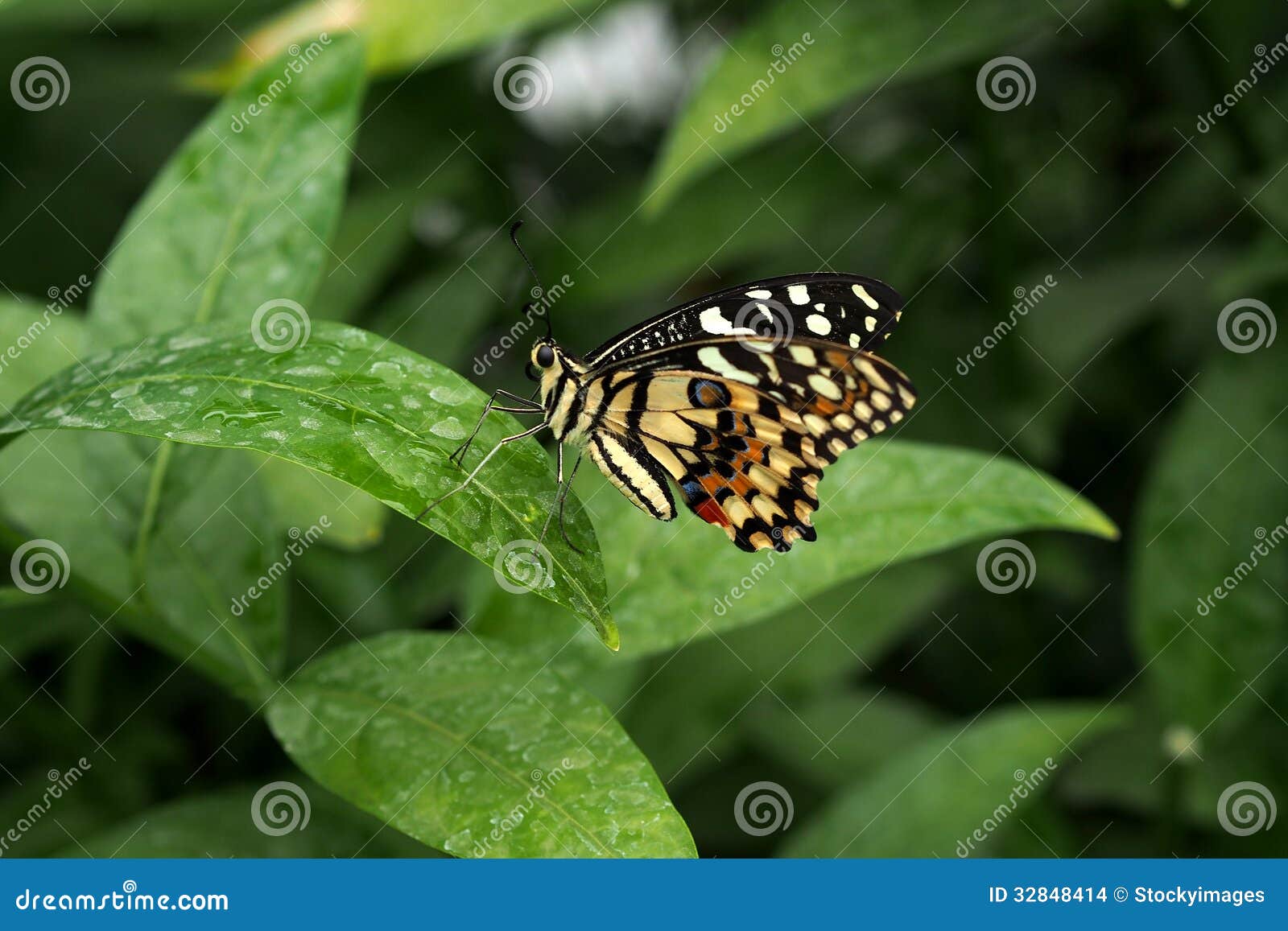 Lacewing Butterfly Pitched on a Leaf Stock Photo - Image of delicate ...