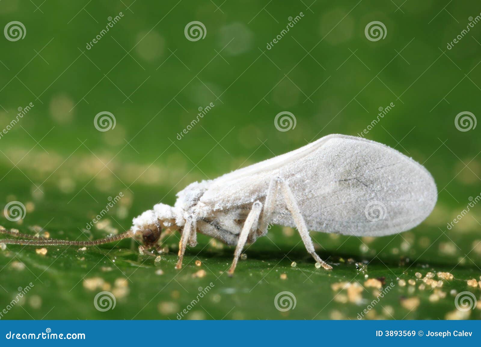 Lacewing female stock image. Image of brown, white, rebirth - 3893569