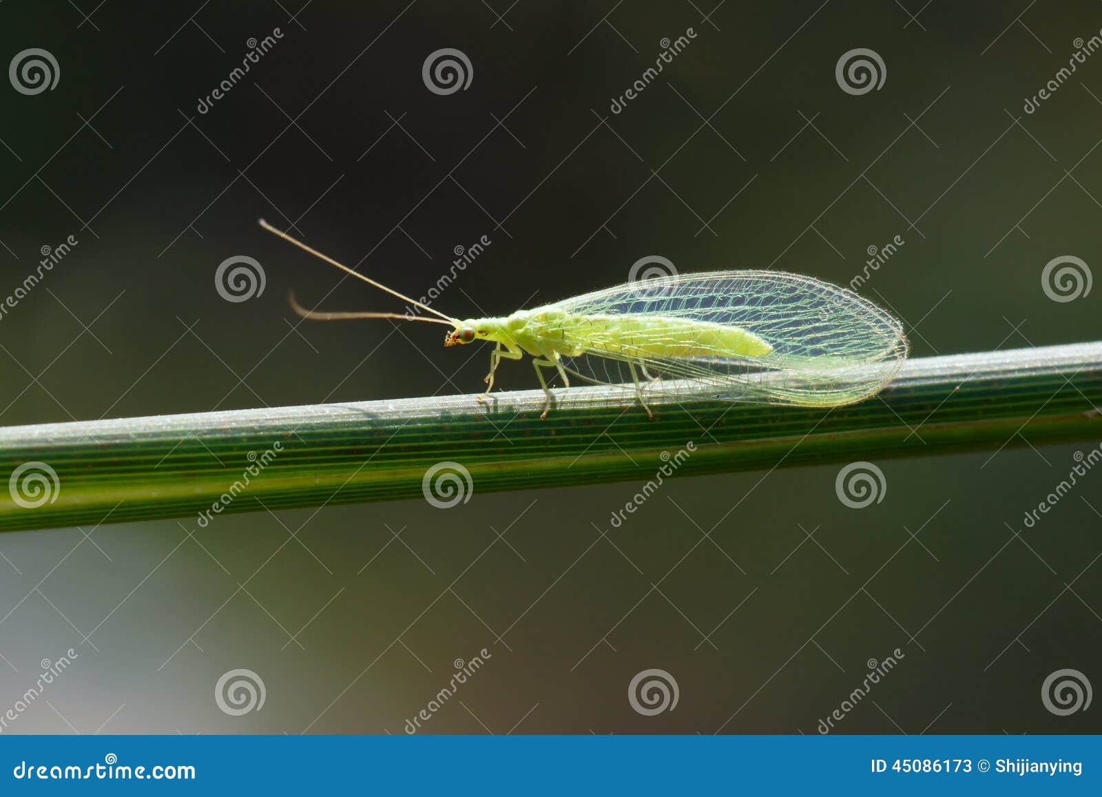 Lacewing fly stock image. Image of animals, closeup, backlighting ...