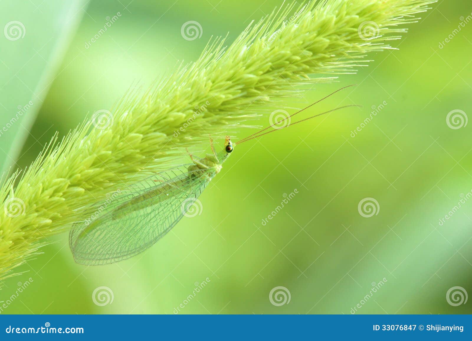 Lacewing fly stock image. Image of closeup, lacewing - 33076847