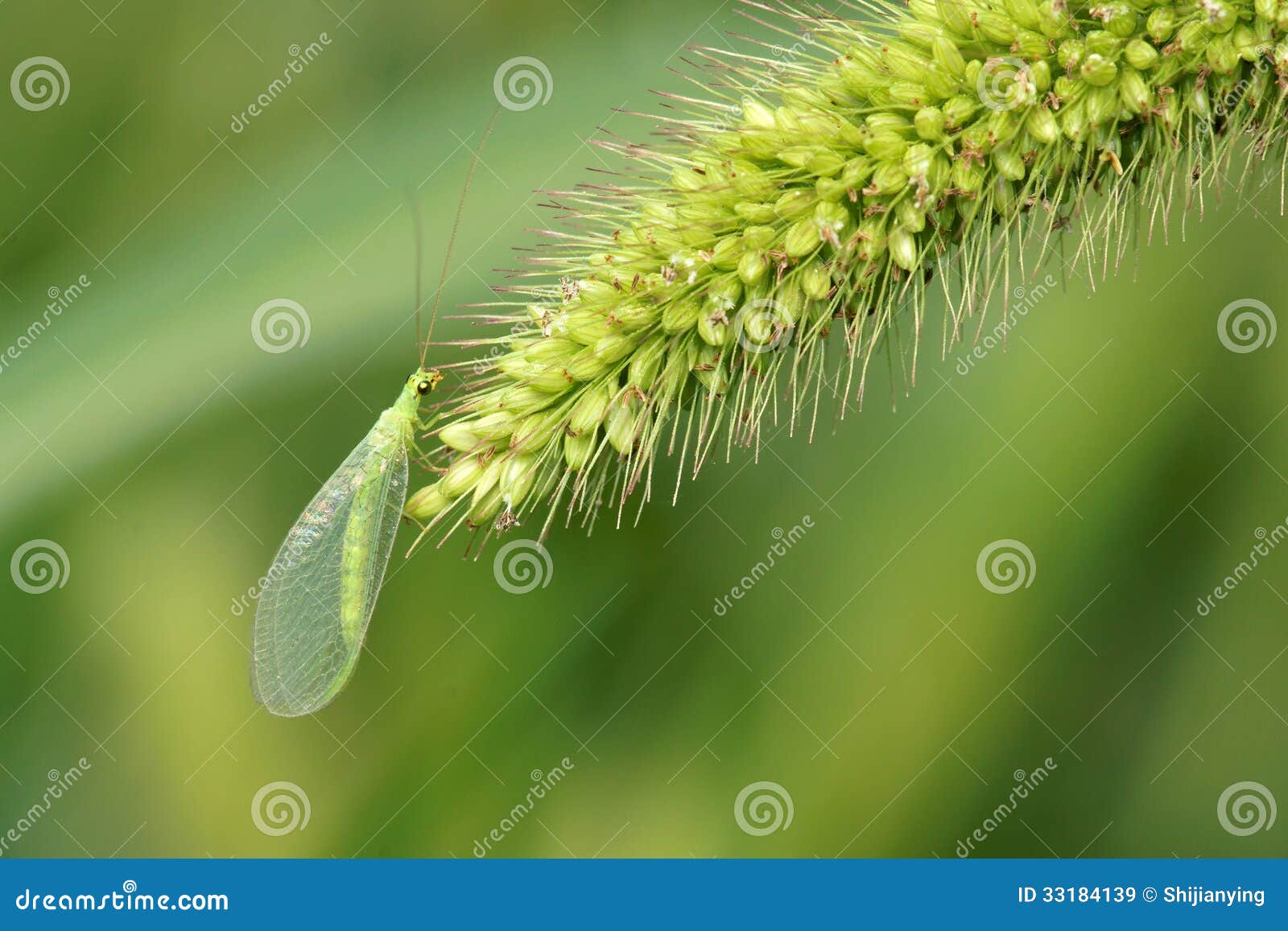 Lacewing fly stock image. Image of animals, natural, perla - 33184139
