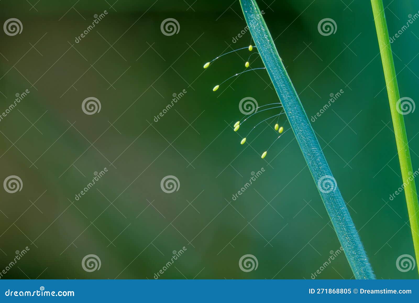 Lacewing fly eggs stock image. Image of insects, chrysopa - 271868805