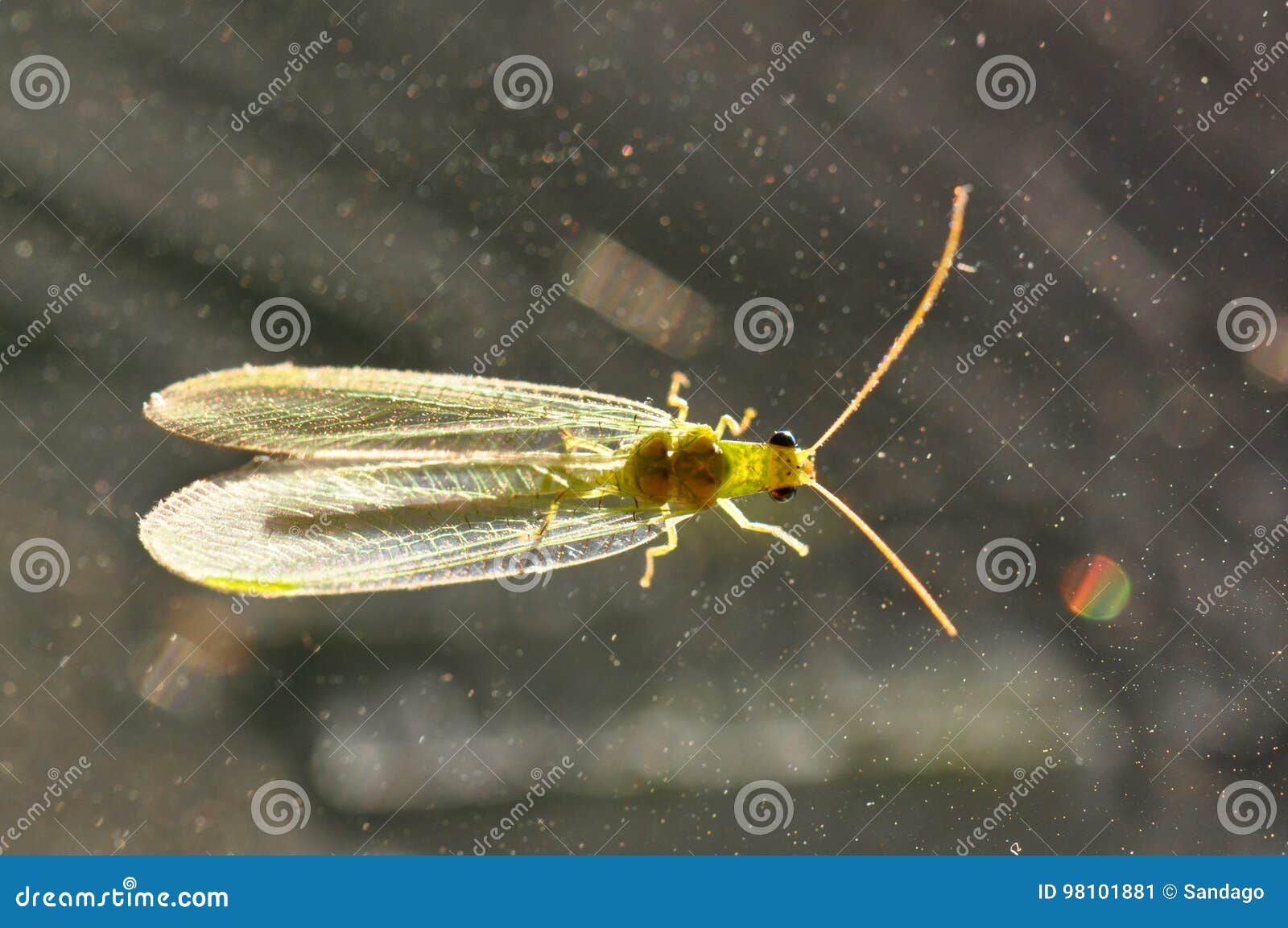 Lacewing insect stock image. Image of antenna, closeup - 98101881