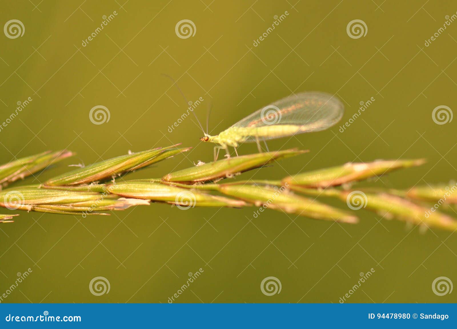 Lacewing insect stock photo. Image of green, genera, chrysopidae - 94478980