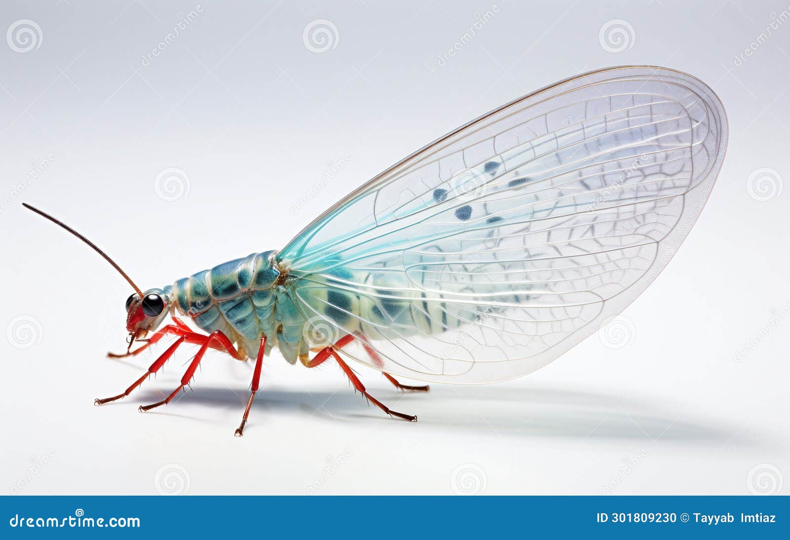 Lacewing Insect Isolated On A Transparent Background, Stock Photography ...