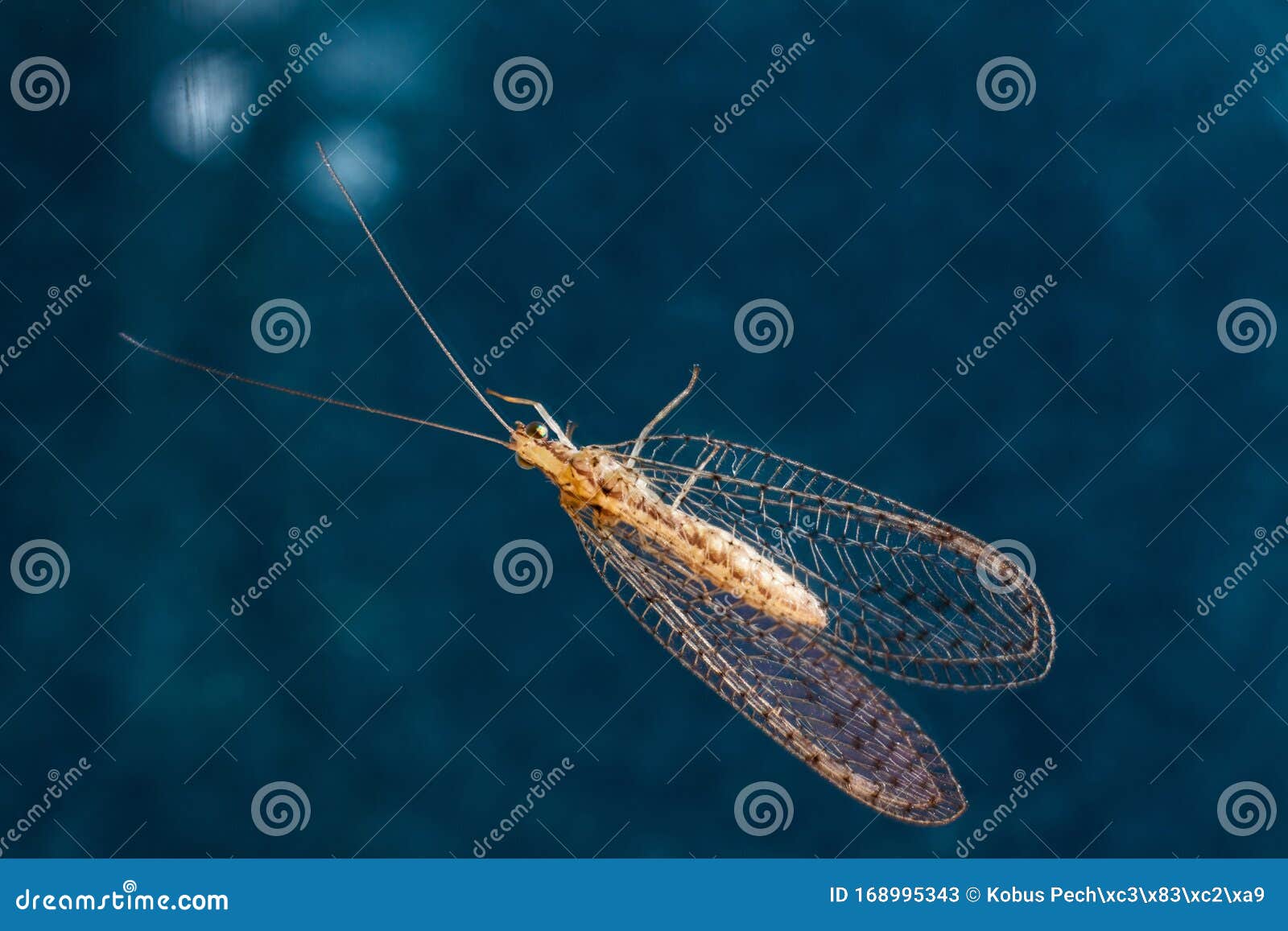 Aphid Lions Stock Photos - Free & Royalty-Free Stock Photos from Dreamstime