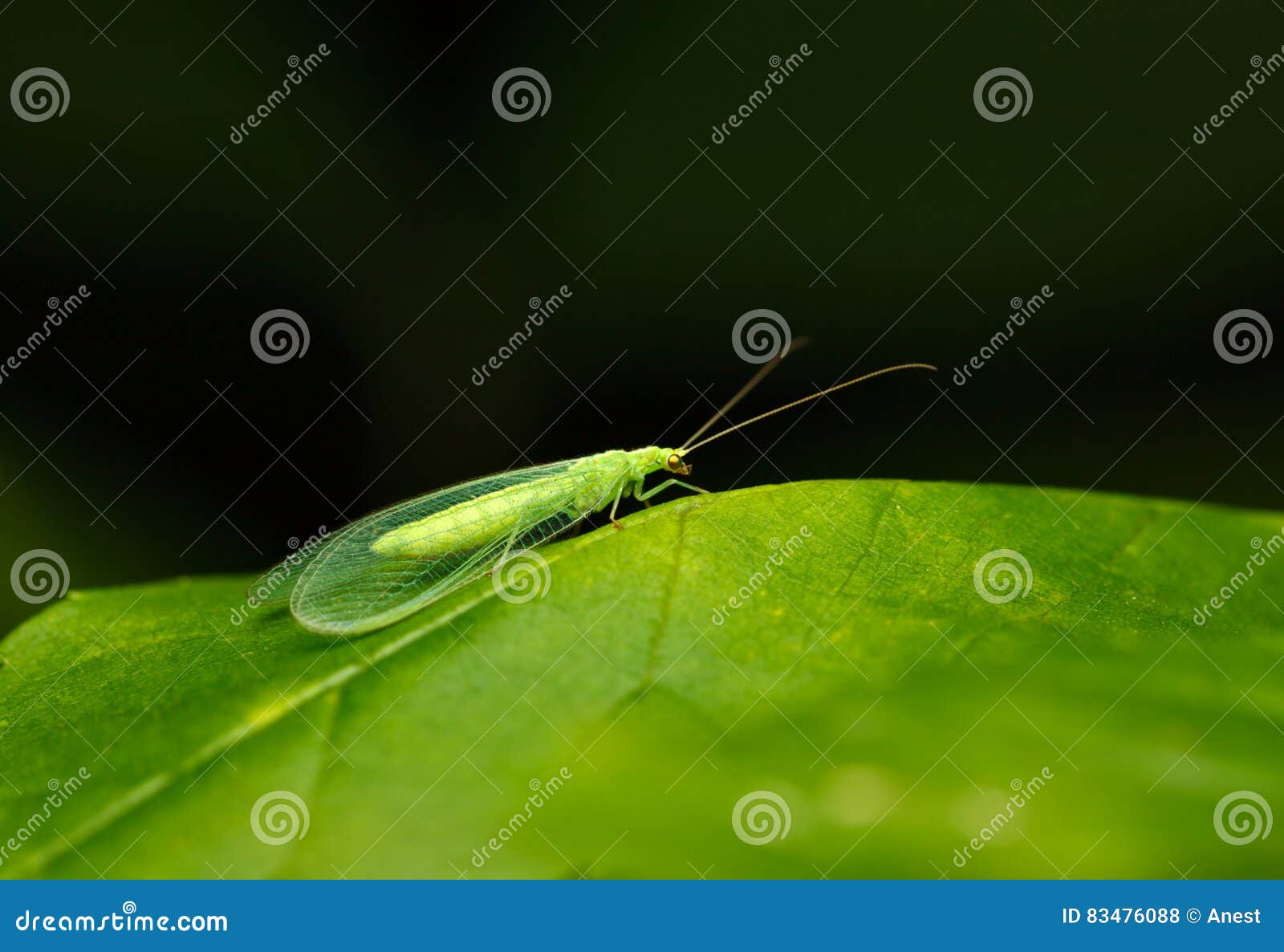 Lacewing on leaf stock photo. Image of camouflage, insect - 83476088