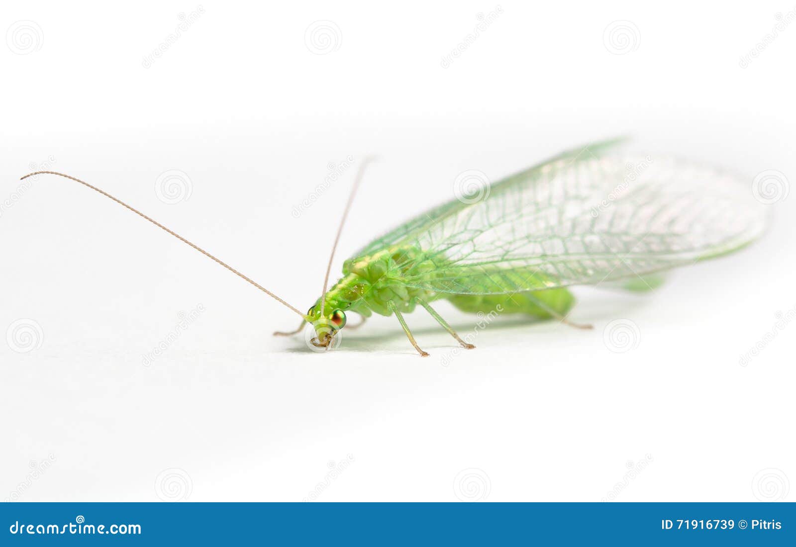 Lacewing Verde Di Chrysopidae Immagine Stock - Immagine di vita ...