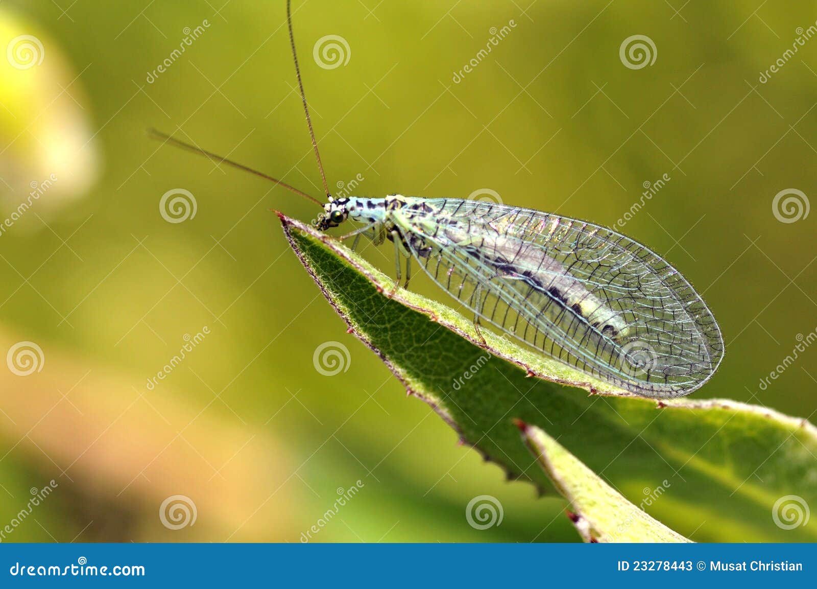 Lacewings en la hoja imagen de archivo. Imagen de pierna - 23278443